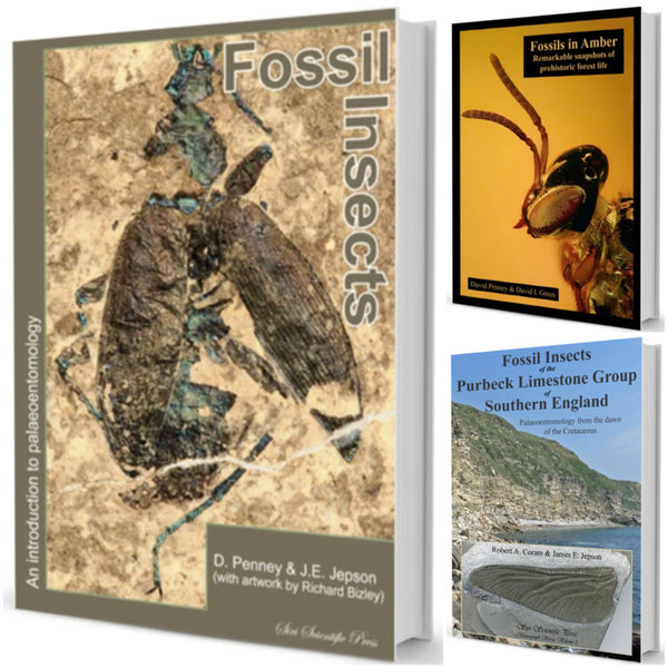 Fossil Insects Bundle – Siri Scientific Press